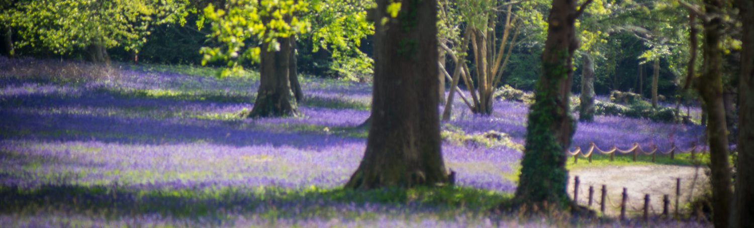 Enys – Step into the past